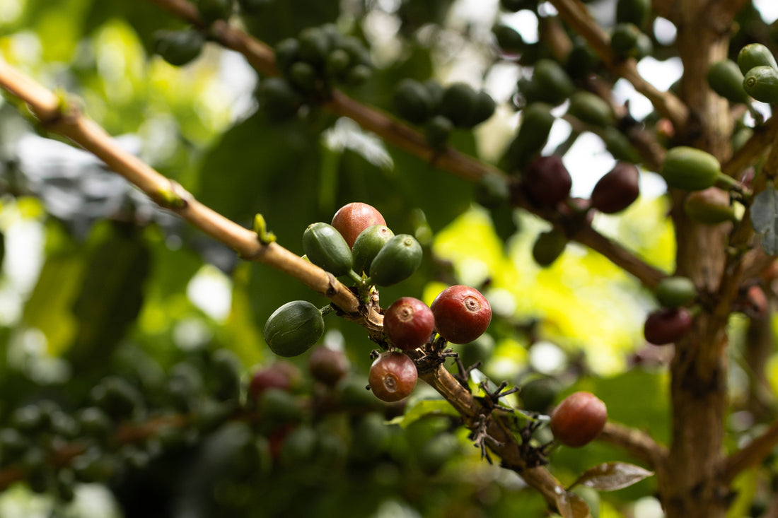 Our Story – Seeds Coffee Co